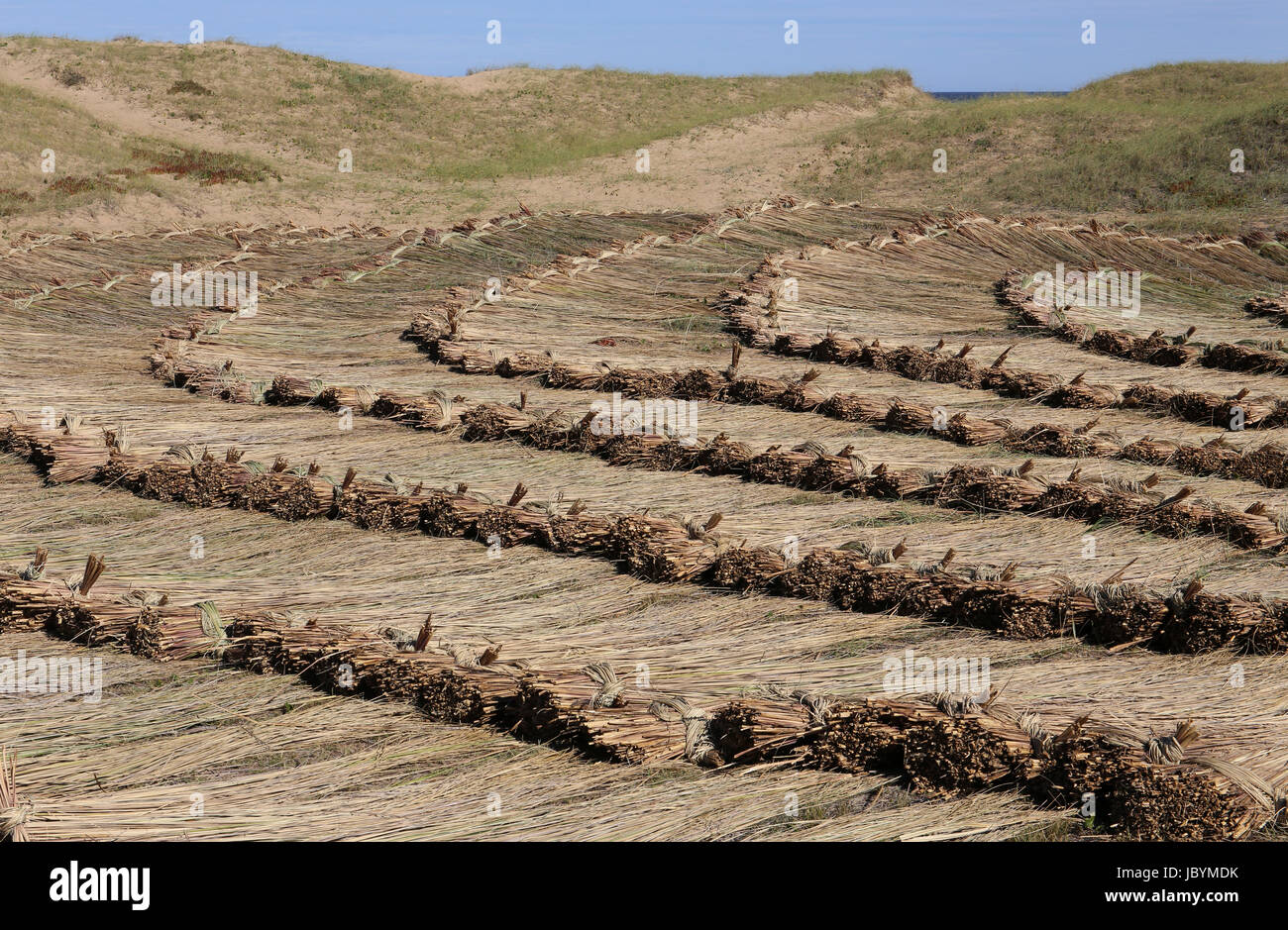 Bundles harvested reed are drying Stock Photo - Alamy