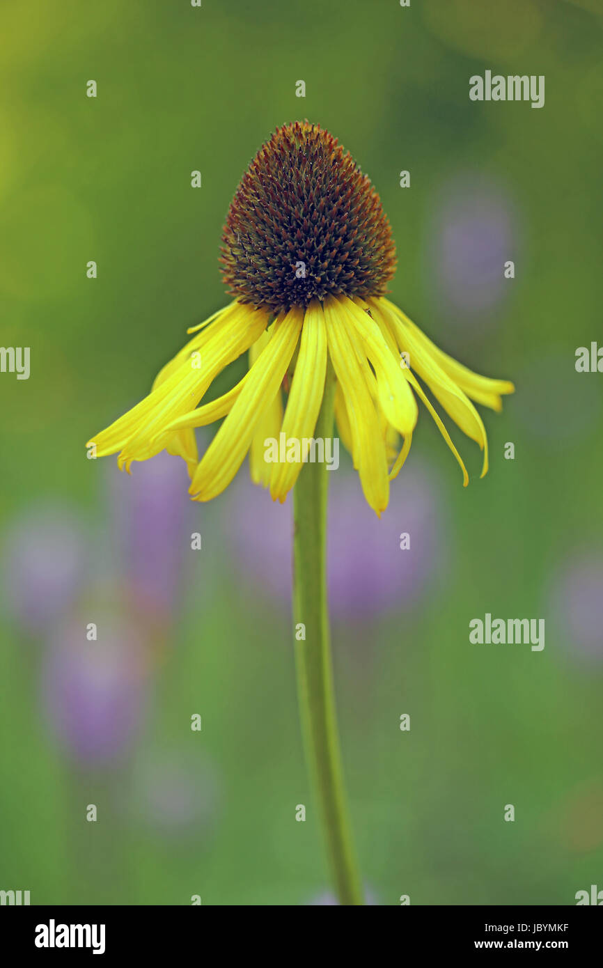 Yellow bill hi-res stock photography and images - Alamy