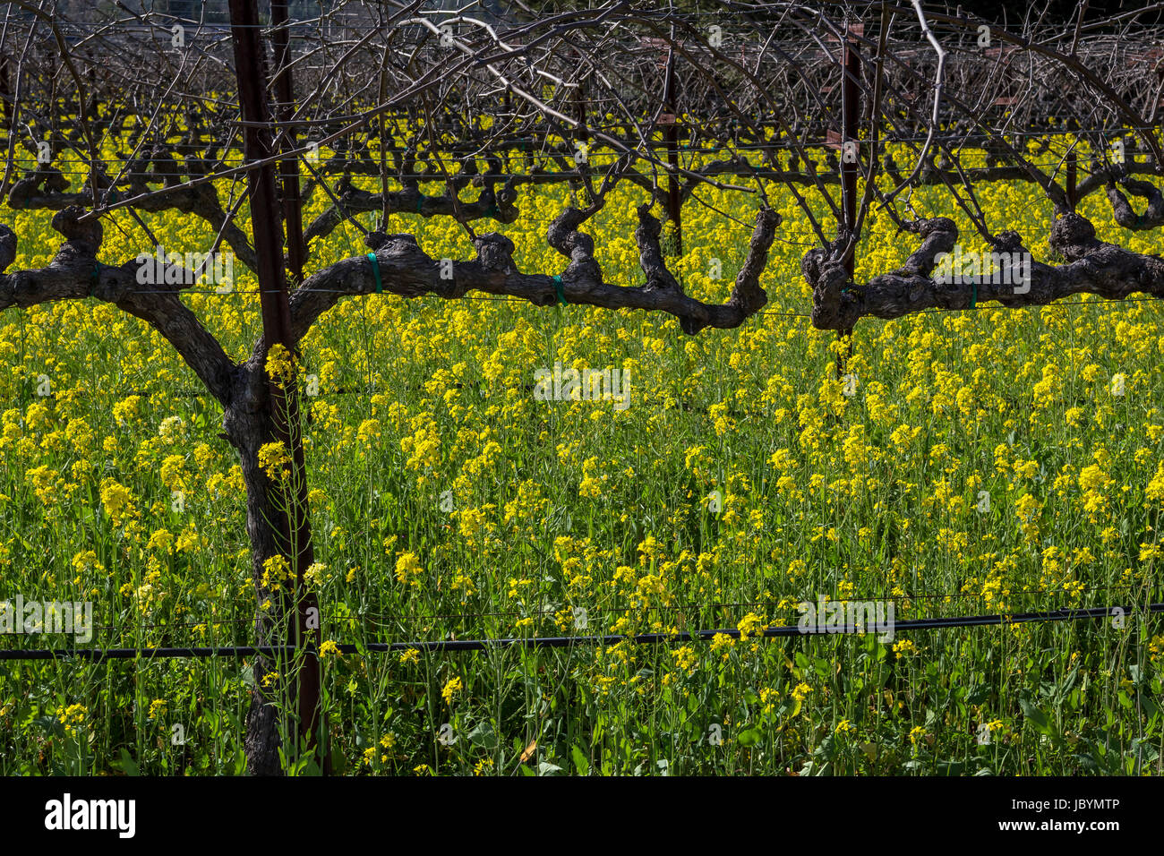 Hall wine estate california hi-res stock photography and images - Alamy