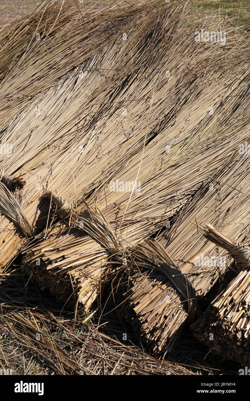 Bundles thatch grass hi-res stock photography and images - Alamy