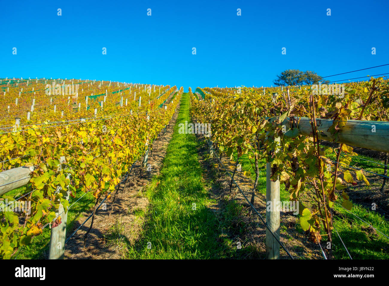 Vineyard vertical panoramic view on Waiheke Island, Auckland, New ...