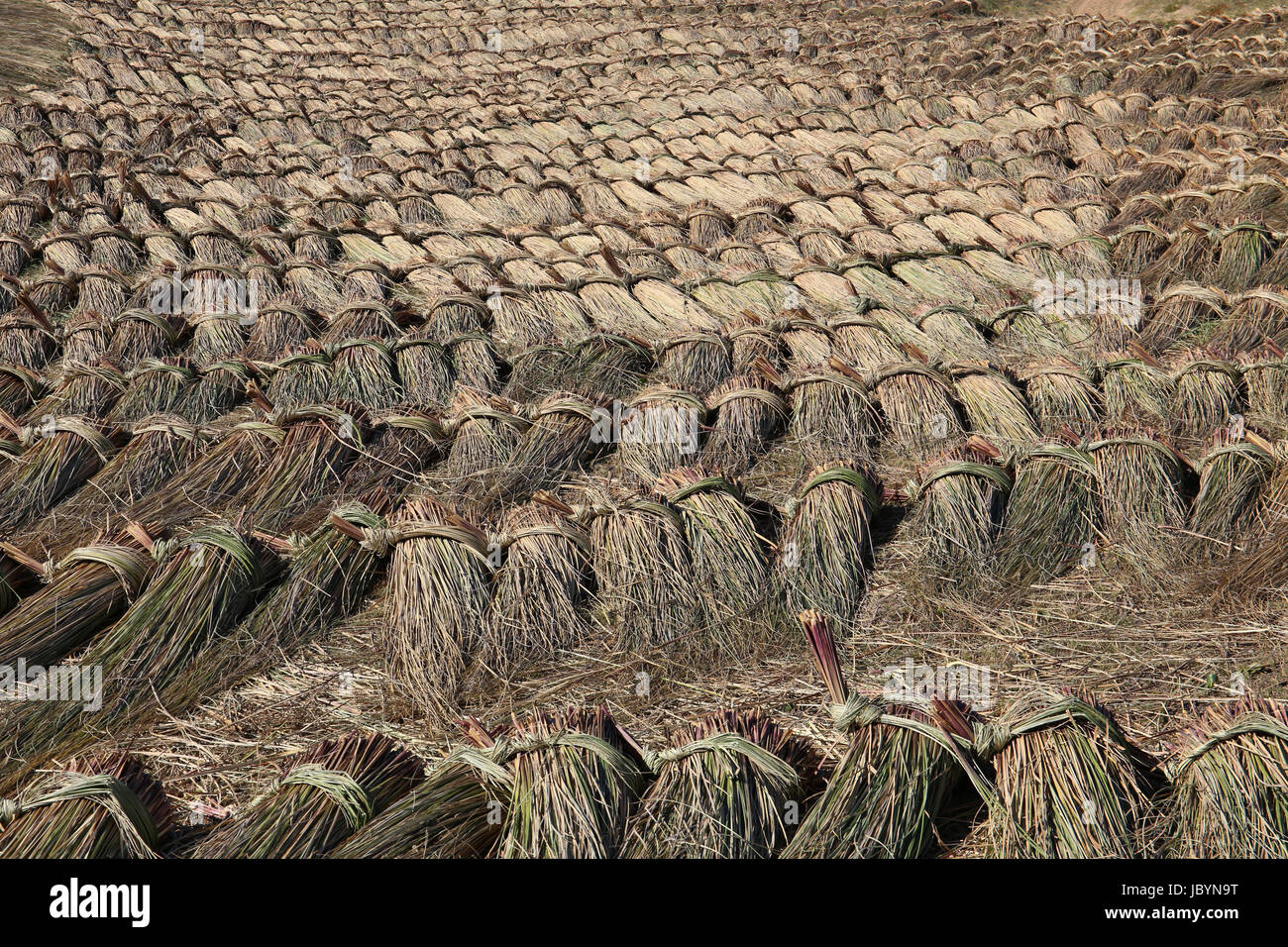 Bundles harvested reed are drying Stock Photo - Alamy