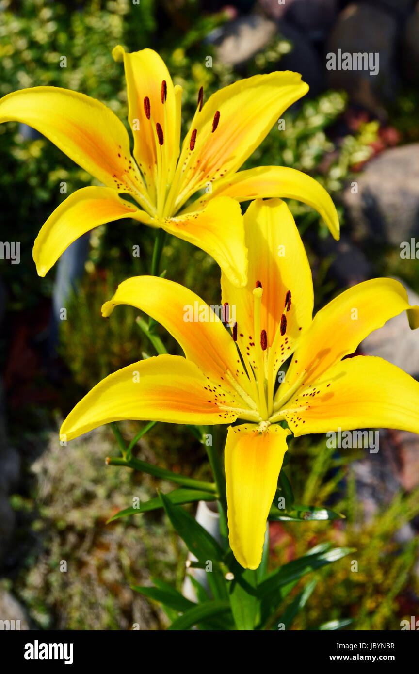 Blooming Lilium in the garden Stock Photo - Alamy