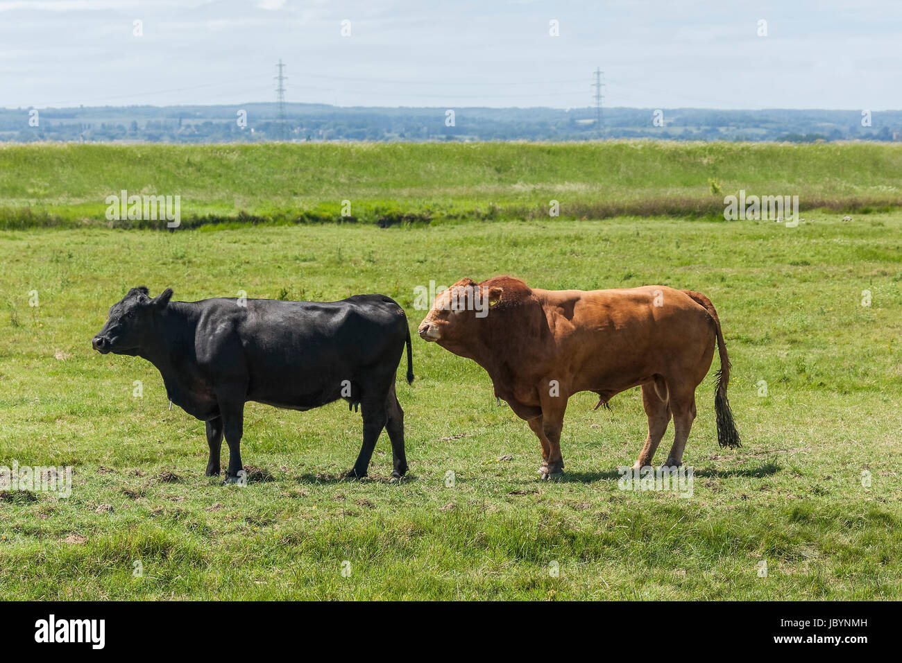 Brown Bull behind black cow Stock Photo - Alamy