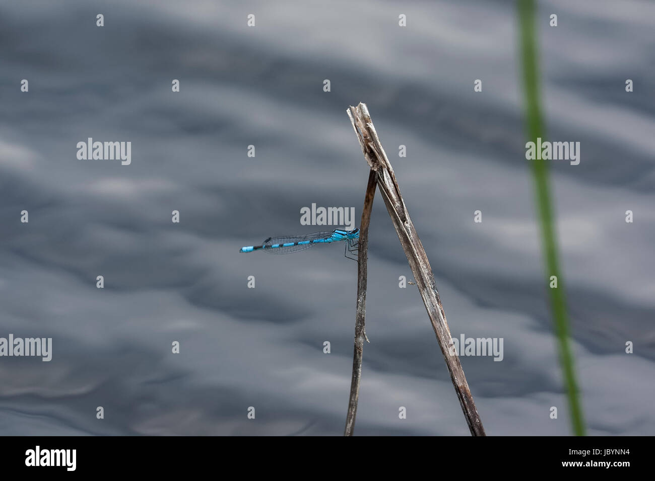 Blue Azure Damsel Fly Insect Stock Photo - Alamy