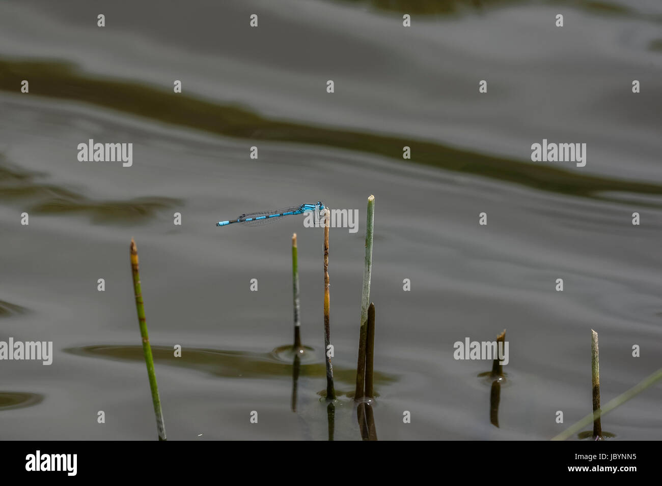 Blue Azure Damsel Fly Stock Photo - Alamy