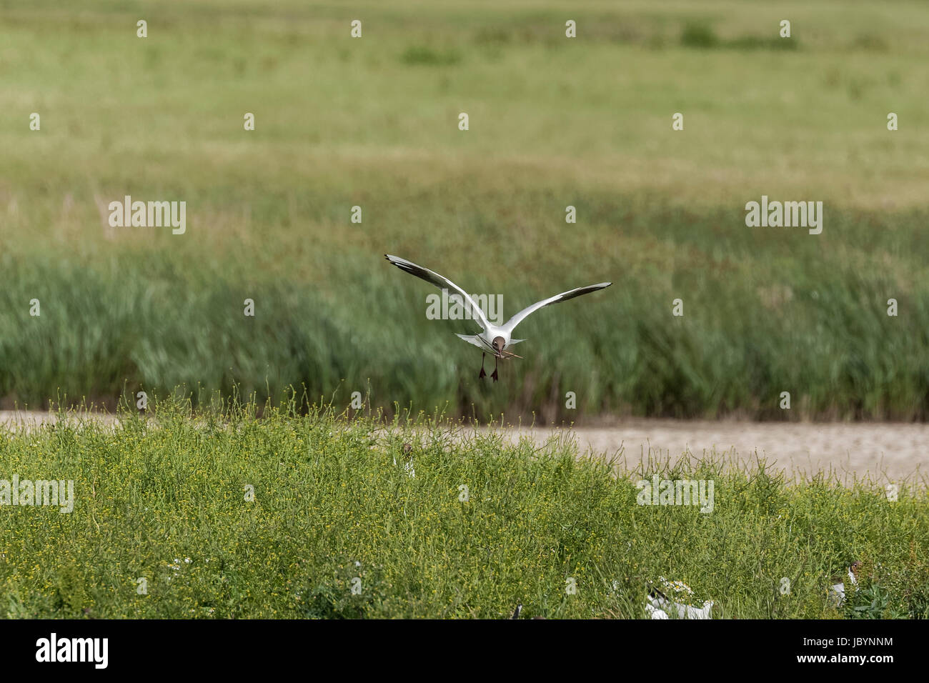 Black headed gull in flight Stock Photo - Alamy