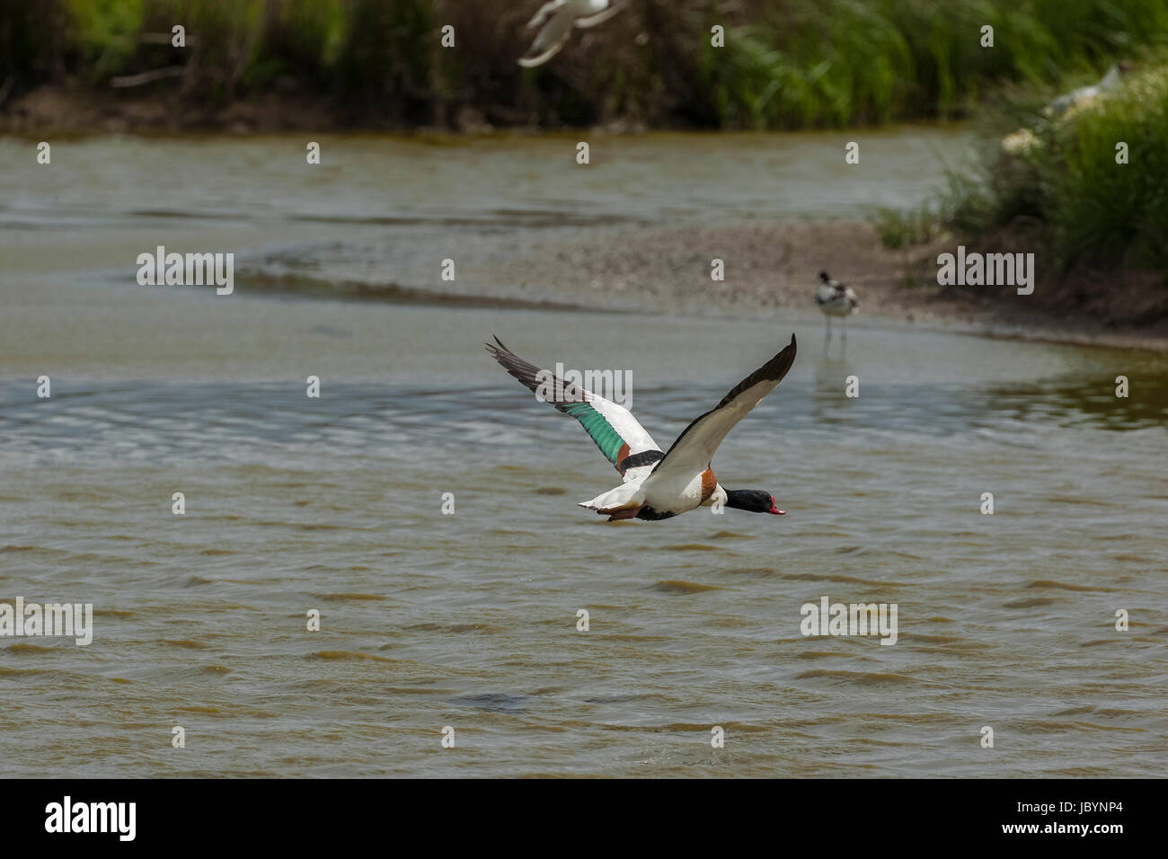 Shelduck bird in flight Stock Photo - Alamy