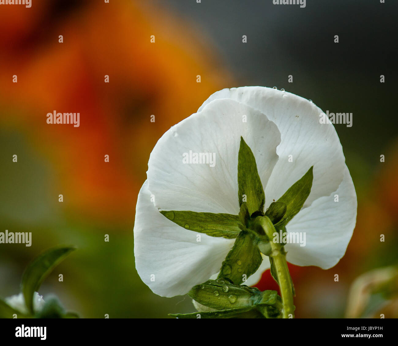 A very different view looking at this beautiful white poppy from behind ...