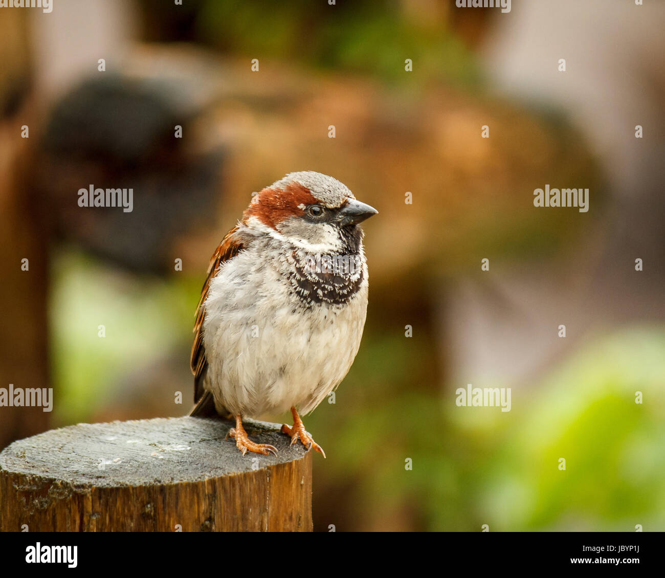 This small bird was standing a beautiful pose for me. Very colorful and ...