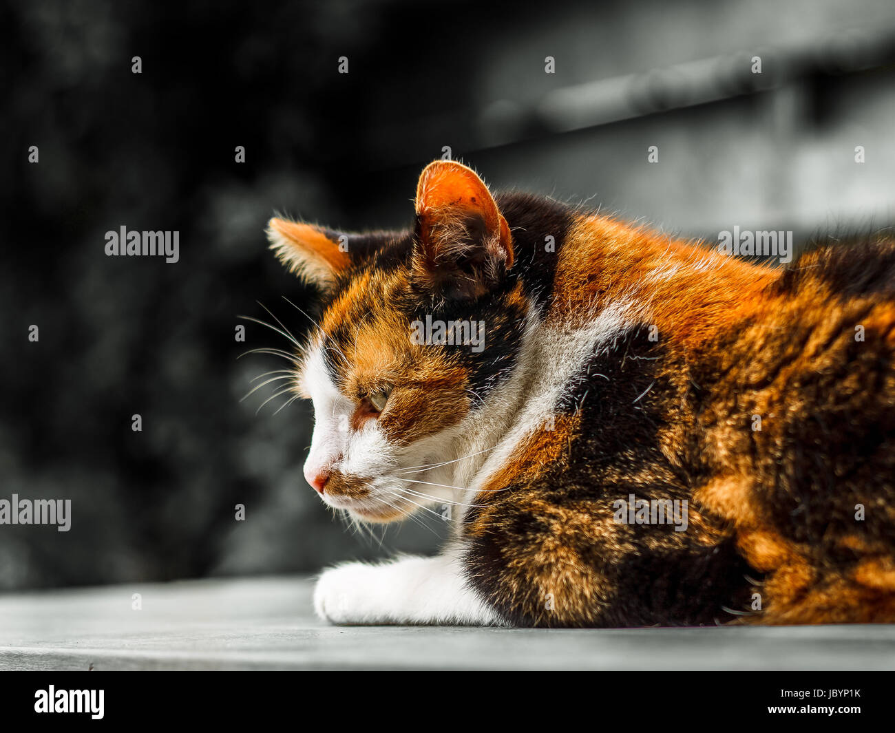 A creative choice to really make the cat stand out in this shot ...