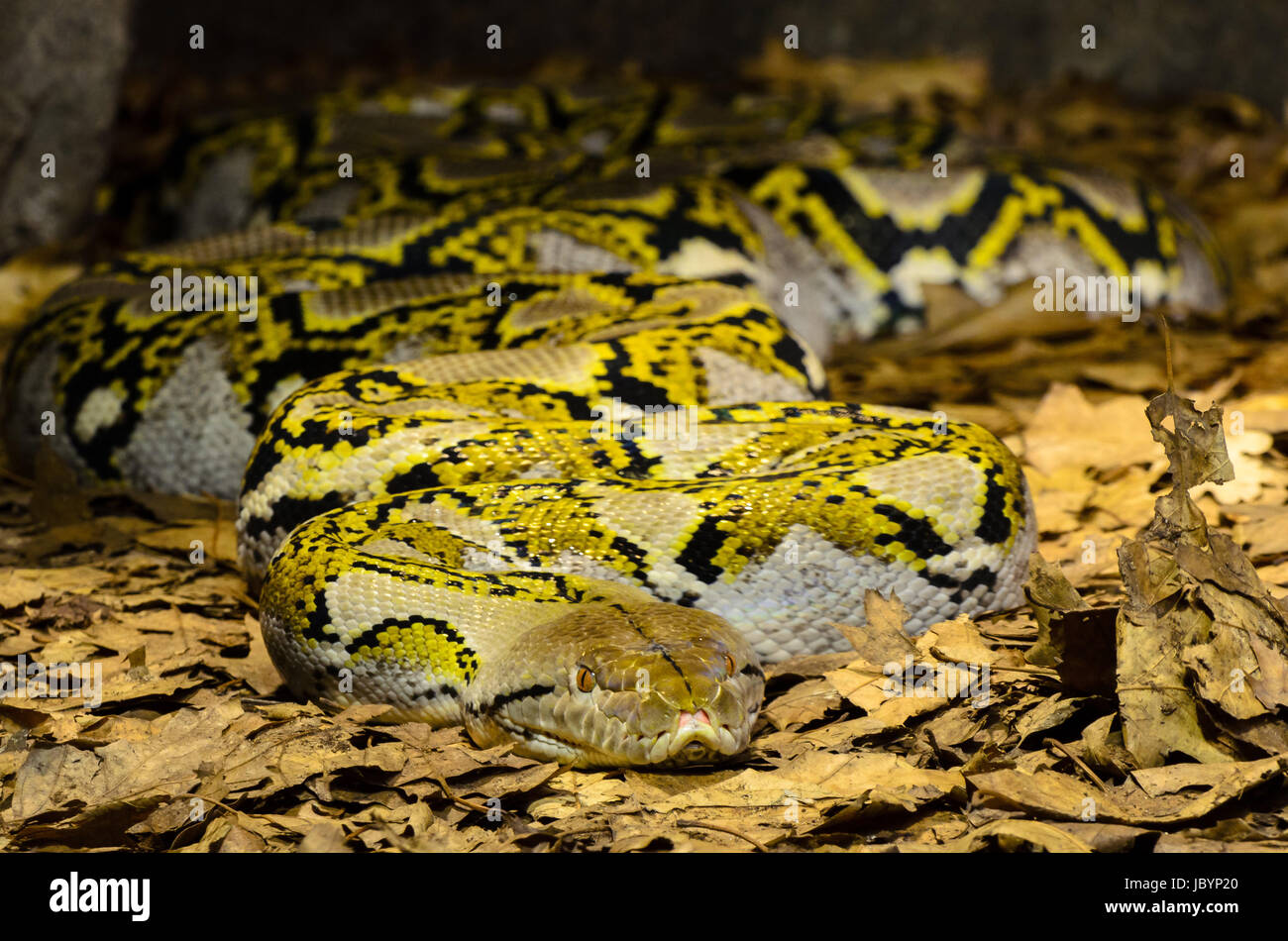 Beautiful large snake with great texture and color. This was taken at a ...