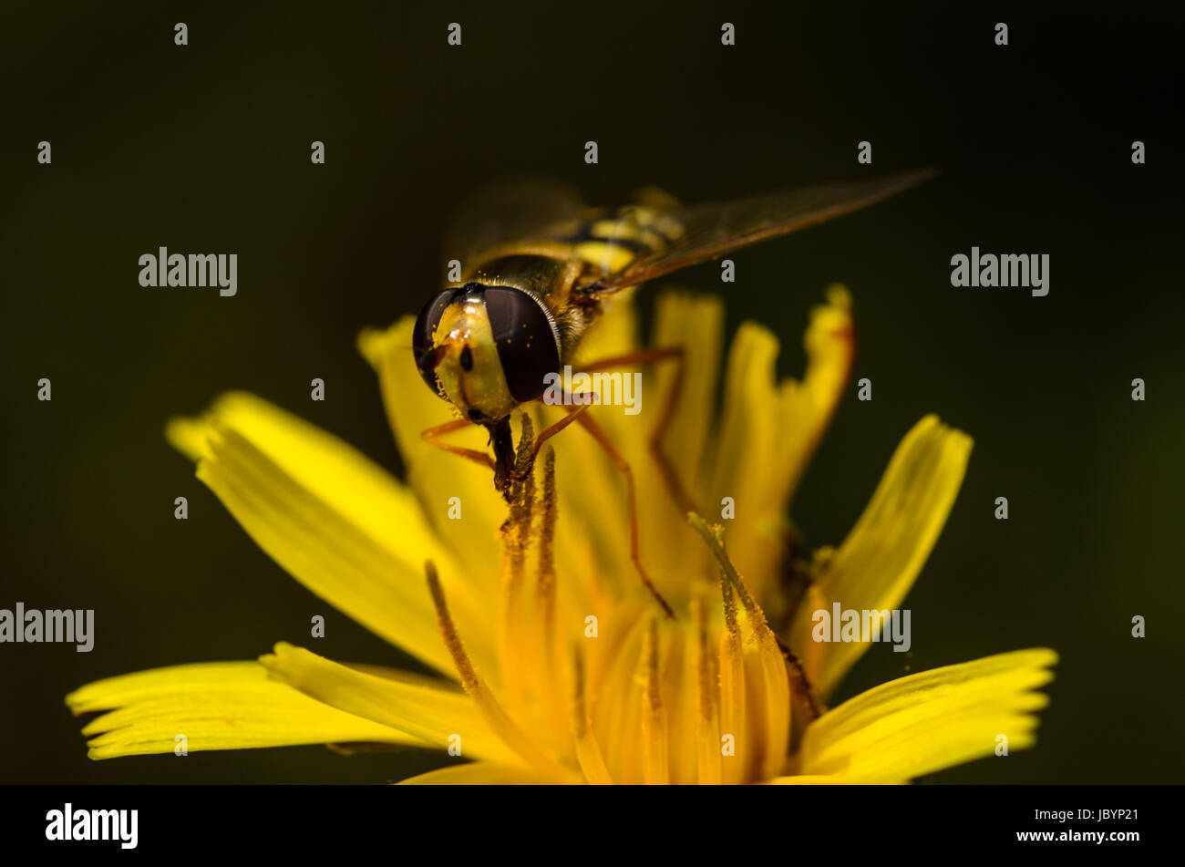 Very close to this beautiful little creature. Shady spot in the summer ...