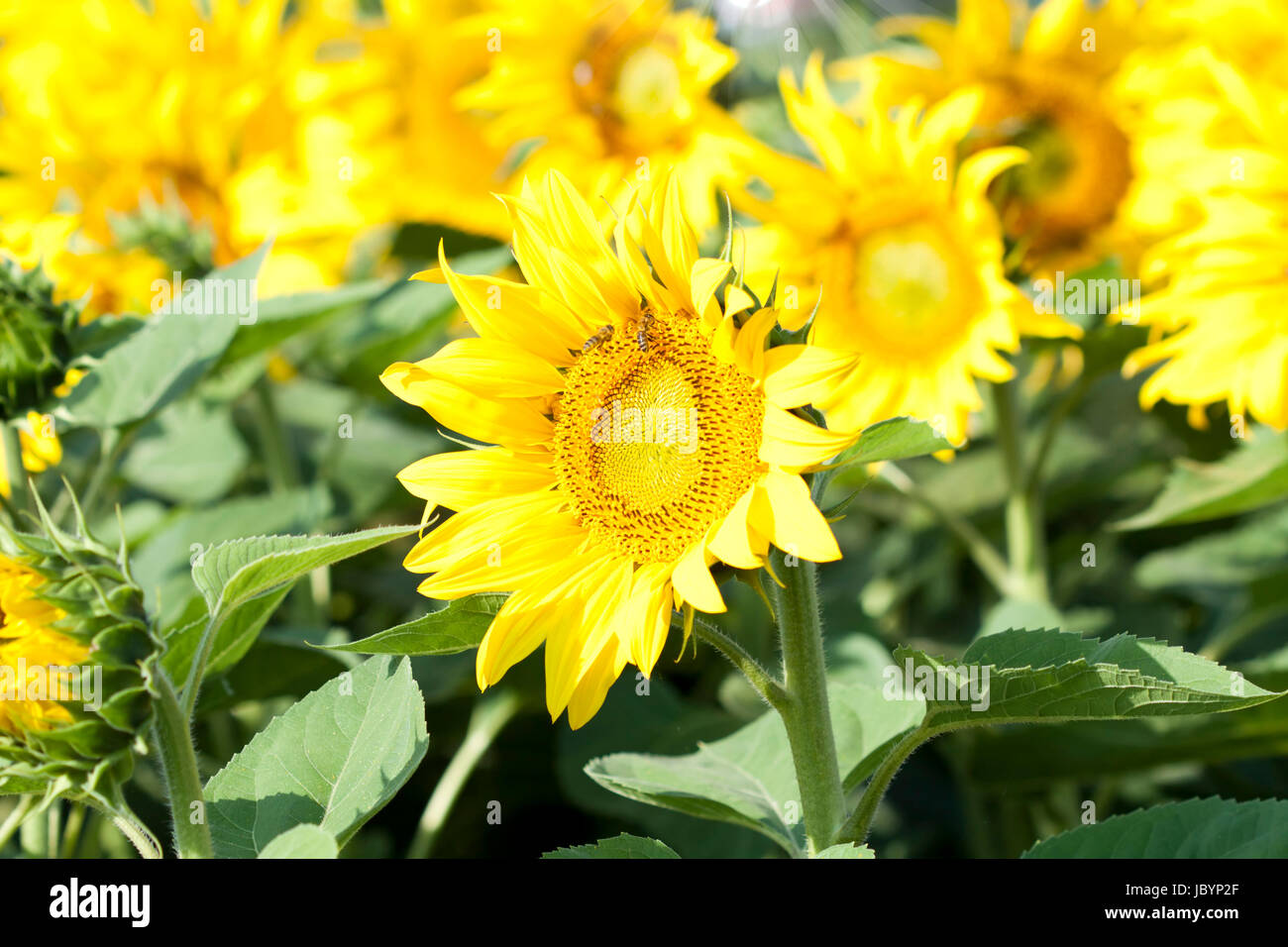 Vintage photo of blooming sunflower field Stock Photo - Alamy