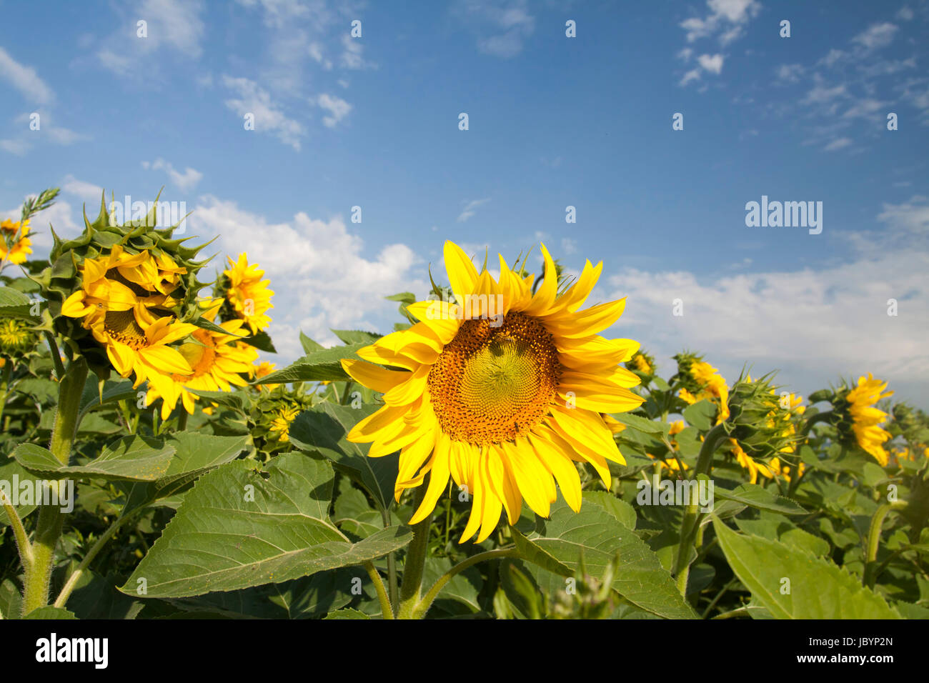 Vintage photo of blooming sunflower field Stock Photo - Alamy