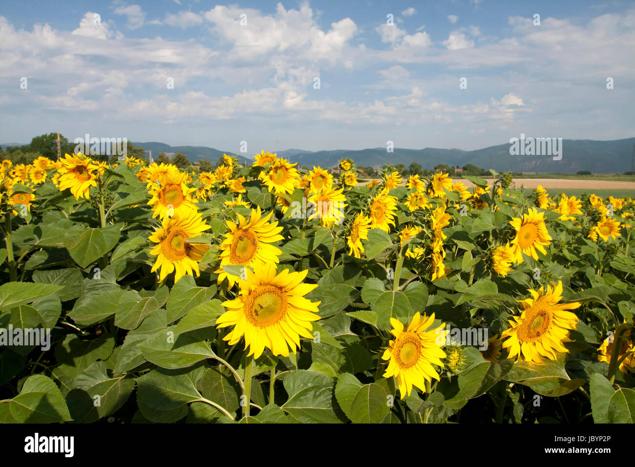 Vintage photo of blooming sunflower field Stock Photo - Alamy