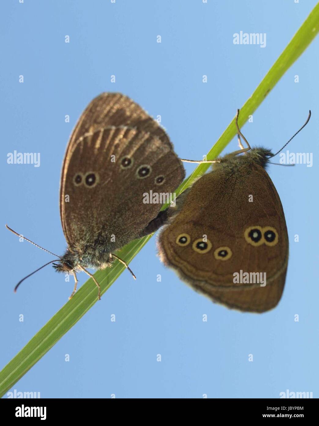 Chimney Sweeper Butterfly High Resolution Stock Photography and Images ...