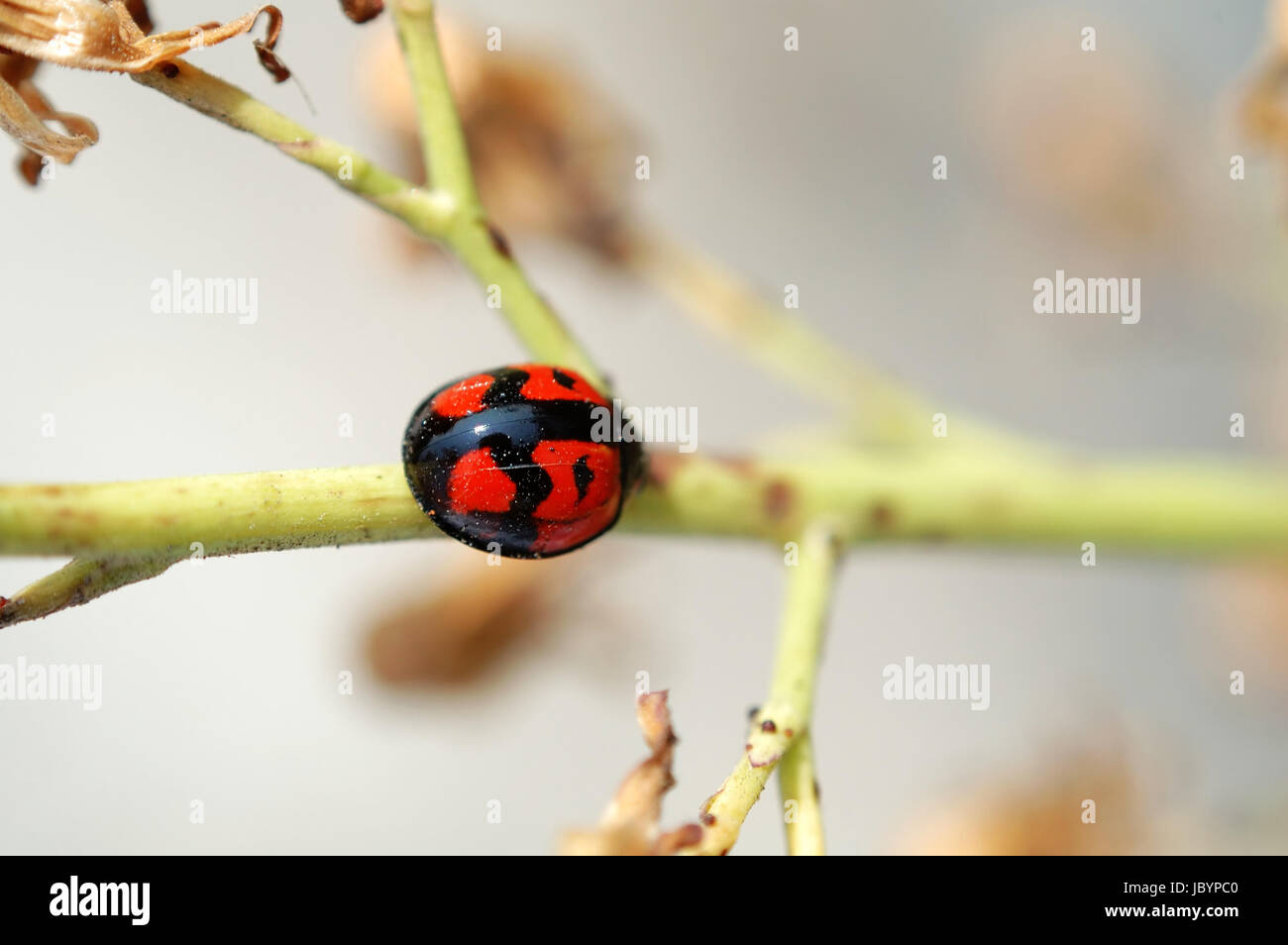 Ladybug climbing along a stem of compositae Stock Photo - Alamy