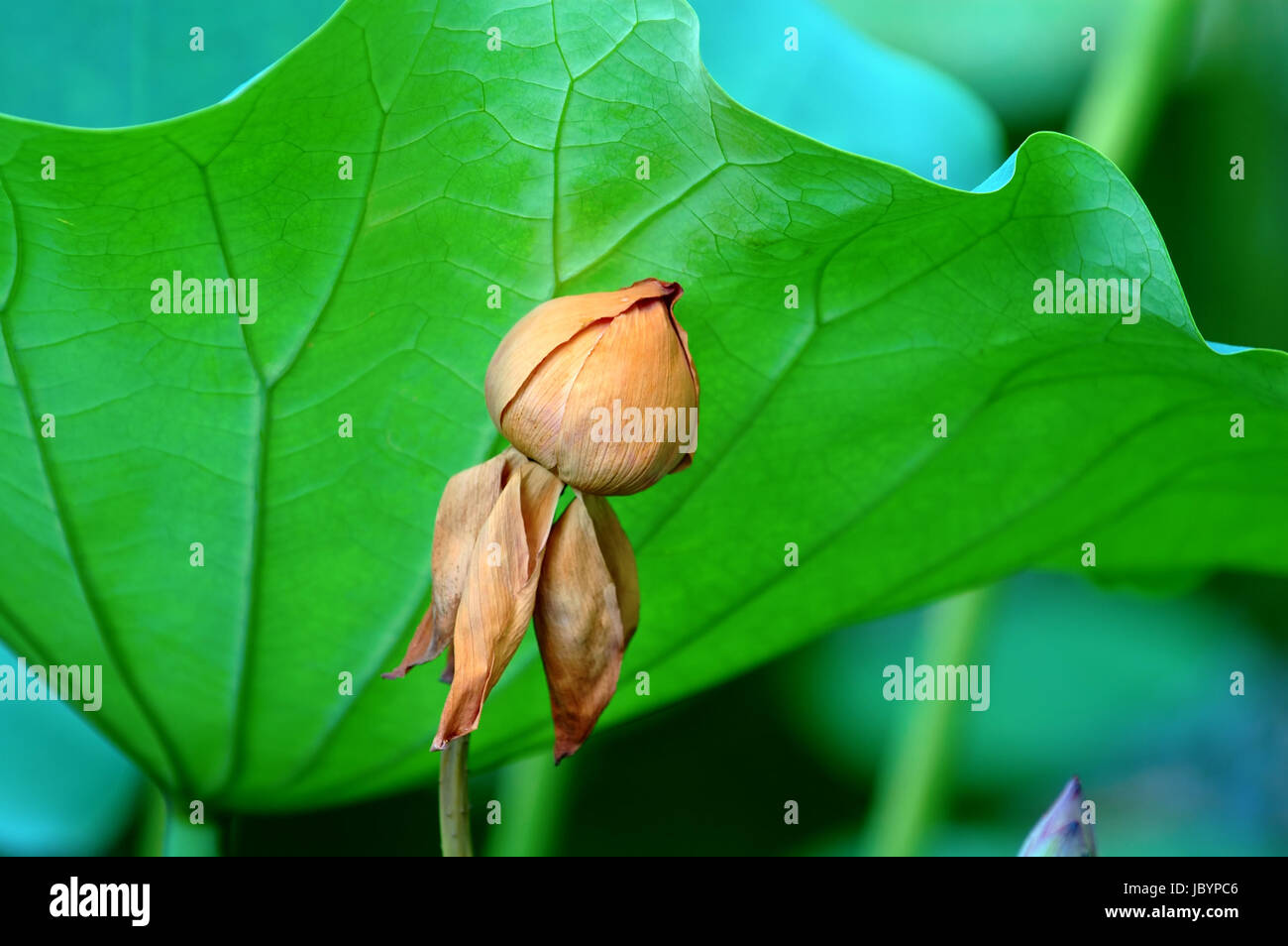 A faded lotus flower behind a large leaf Stock Photo - Alamy