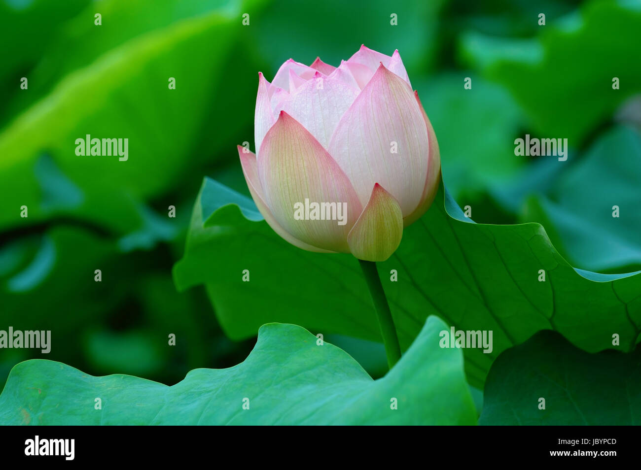 A lotus flower with color of light pink Stock Photo - Alamy