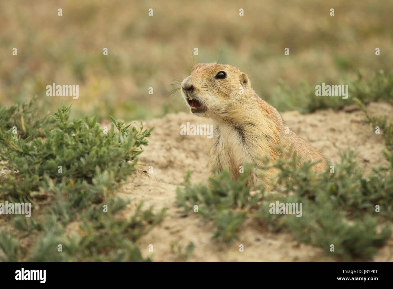 A Black-tailed Prairie Dog barking from its den in the Badlands of ...
