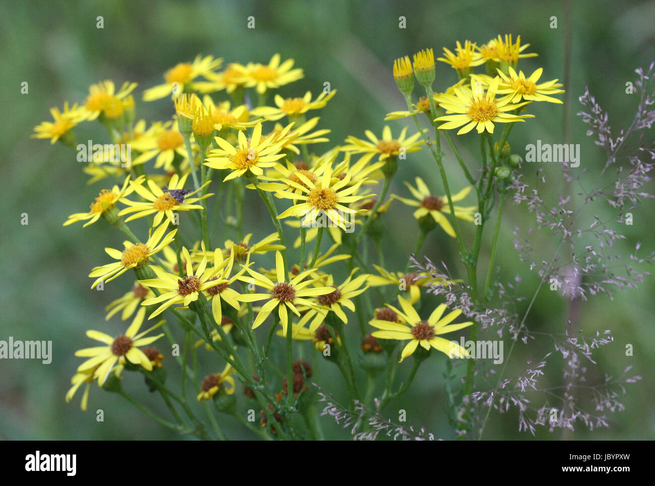 Jacob plant hi-res stock photography and images - Alamy