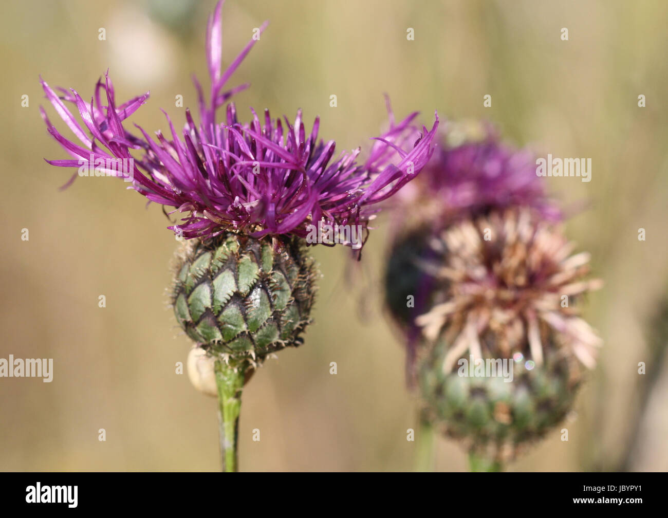 Meadowflake flower hi-res stock photography and images - Alamy