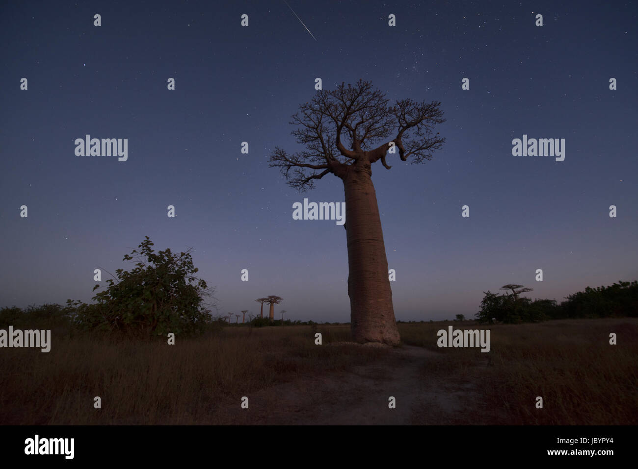 Night on the Avenue of the Baobabs, Madagascar Stock Photo - Alamy