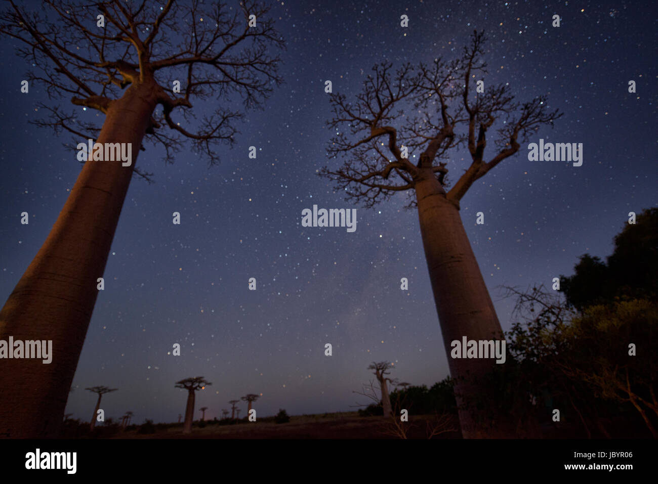 Night on the Avenue of the Baobabs, Madagascar Stock Photo - Alamy