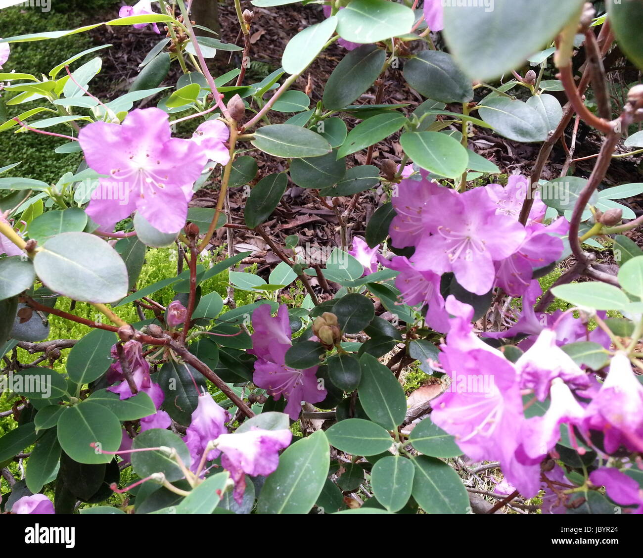 Azalea flower hi-res stock photography and images - Alamy