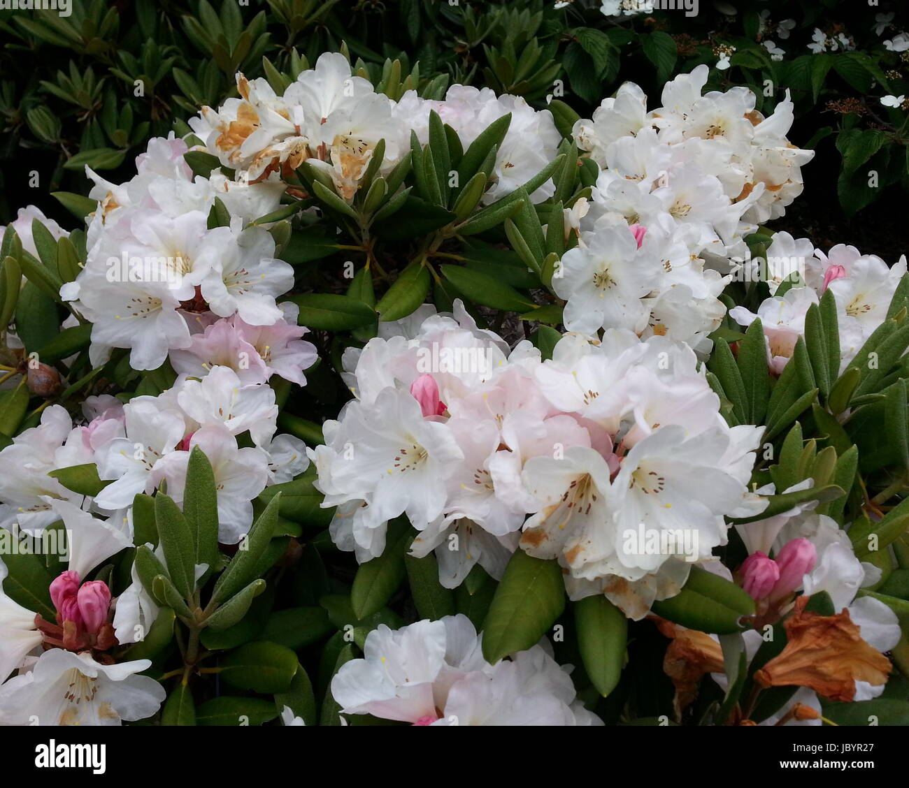 White rhododendron hi-res stock photography and images - Alamy