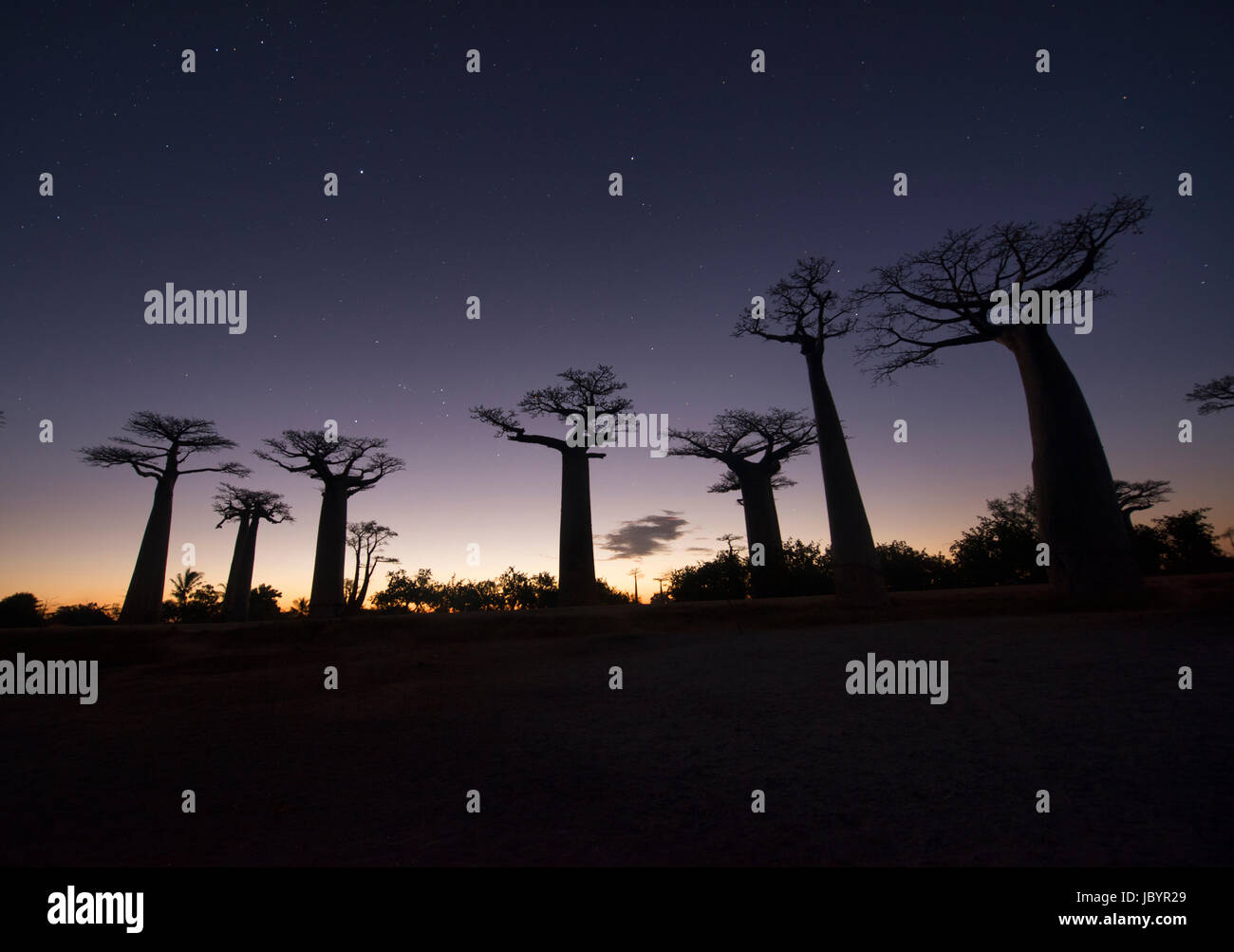 Night comes to the Avenue of the Baobabs, Madagascar Stock Photo - Alamy
