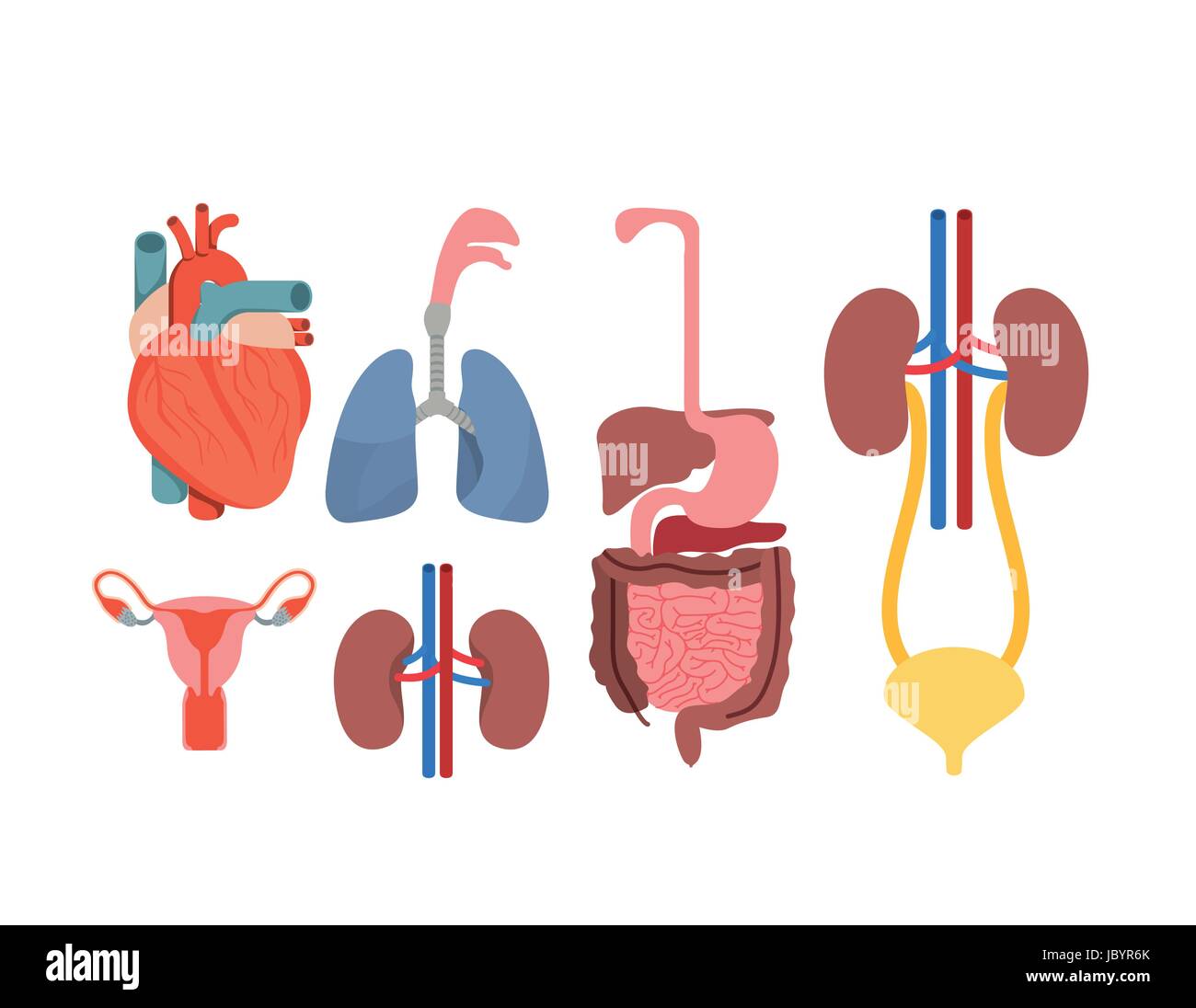 Body model systems hi-res stock photography and images - Alamy