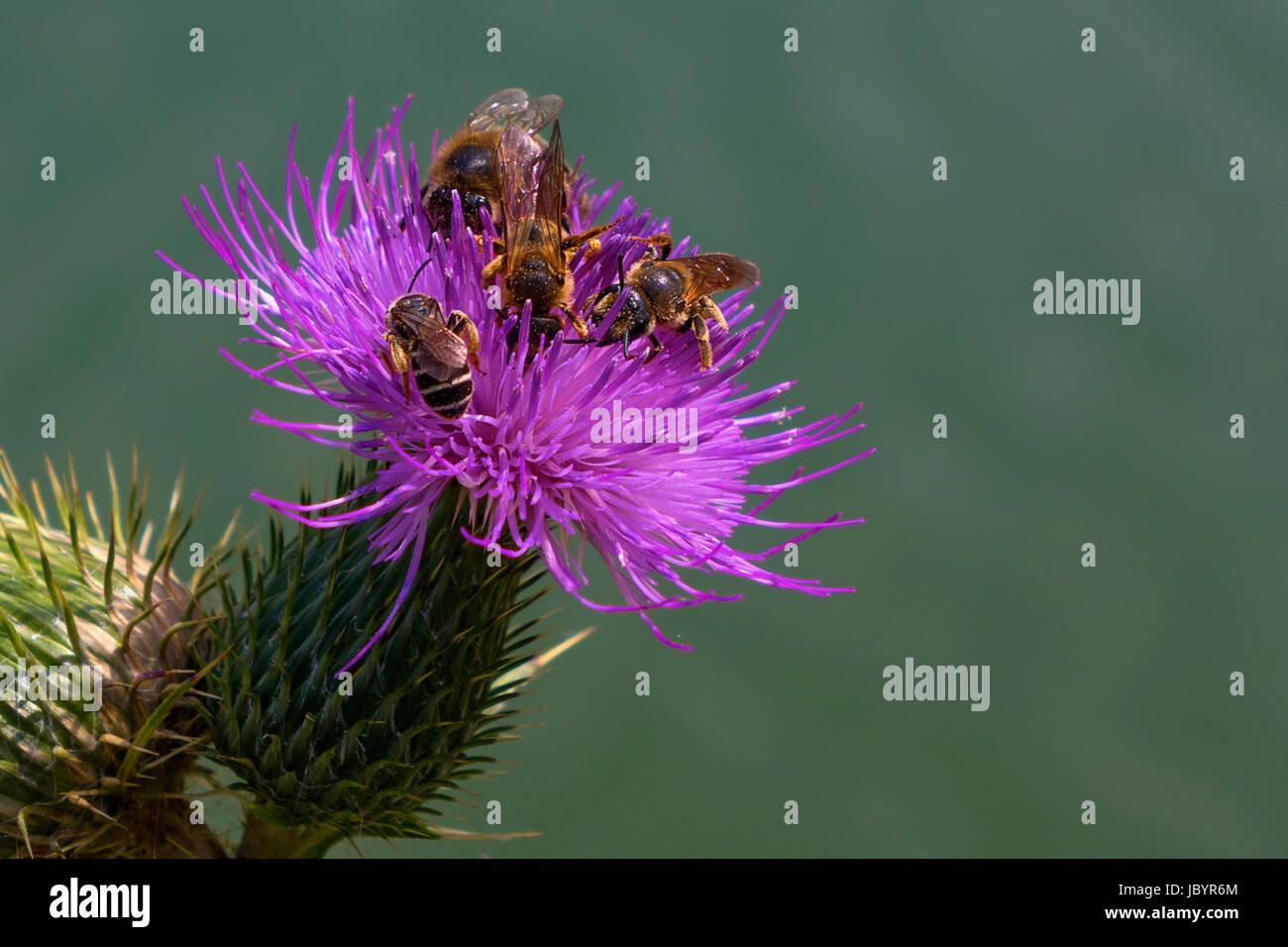 queen bee with worker bees Stock Photo - Alamy