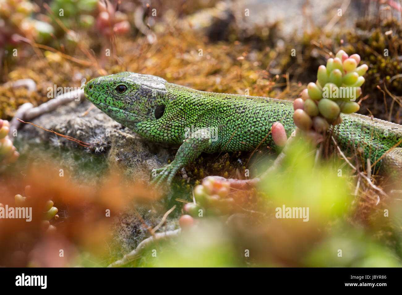Zauneidechse Lacerta Agilis Sand Lizard High Resolution Stock Photography and Images - Alamy