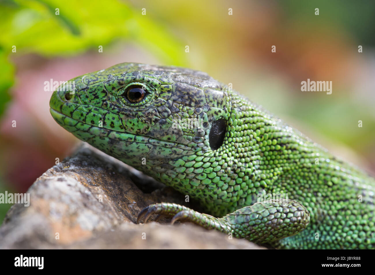Zauneidechse Lacerta Agilis Sand Lizard High Resolution Stock Photography and Images - Alamy