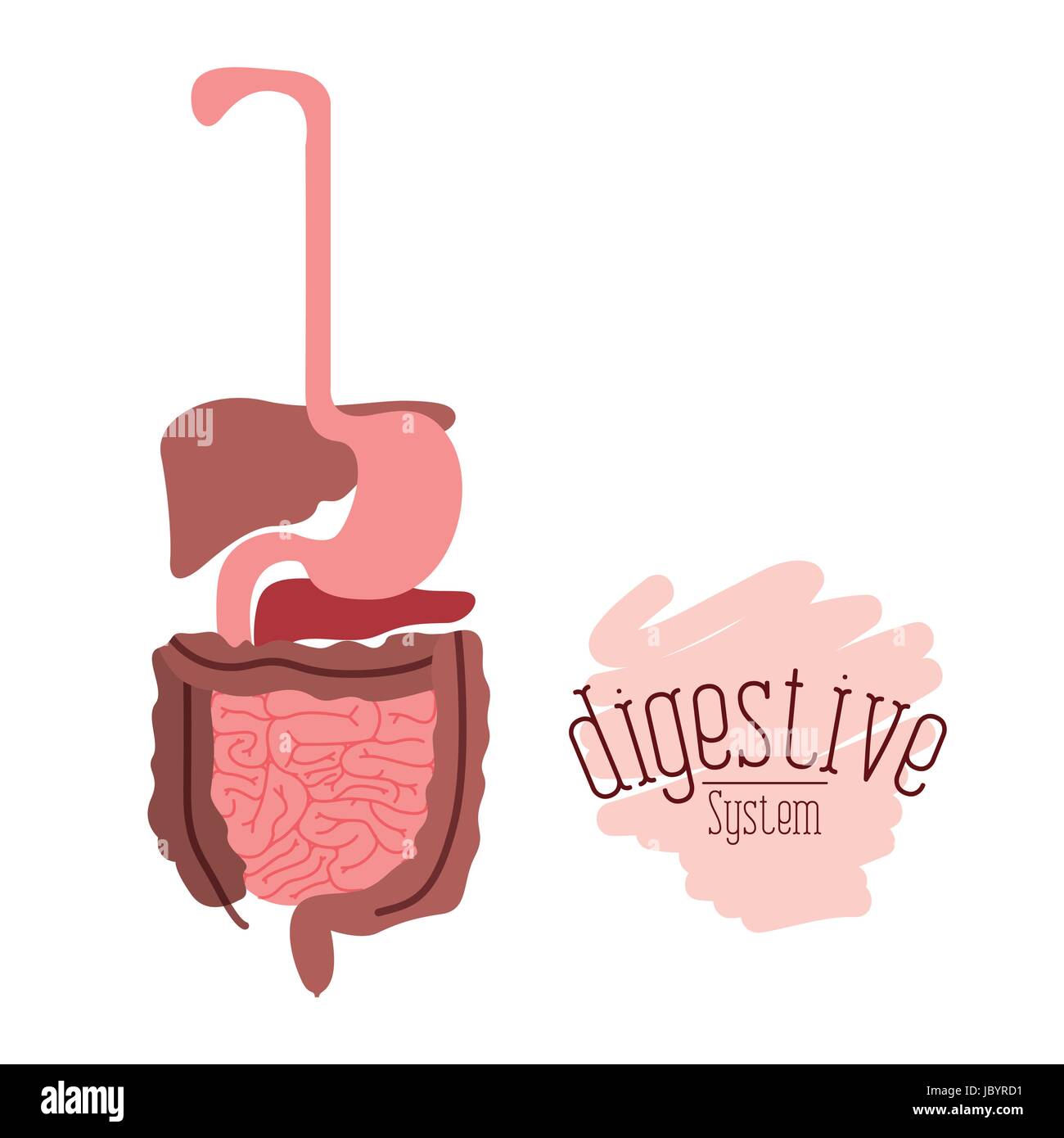 white background with colorful human digestive system Stock Vector ...