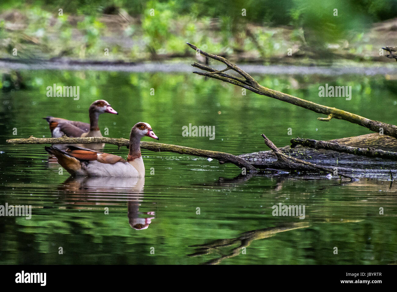 Wildlife couples hi-res stock photography and images - Alamy