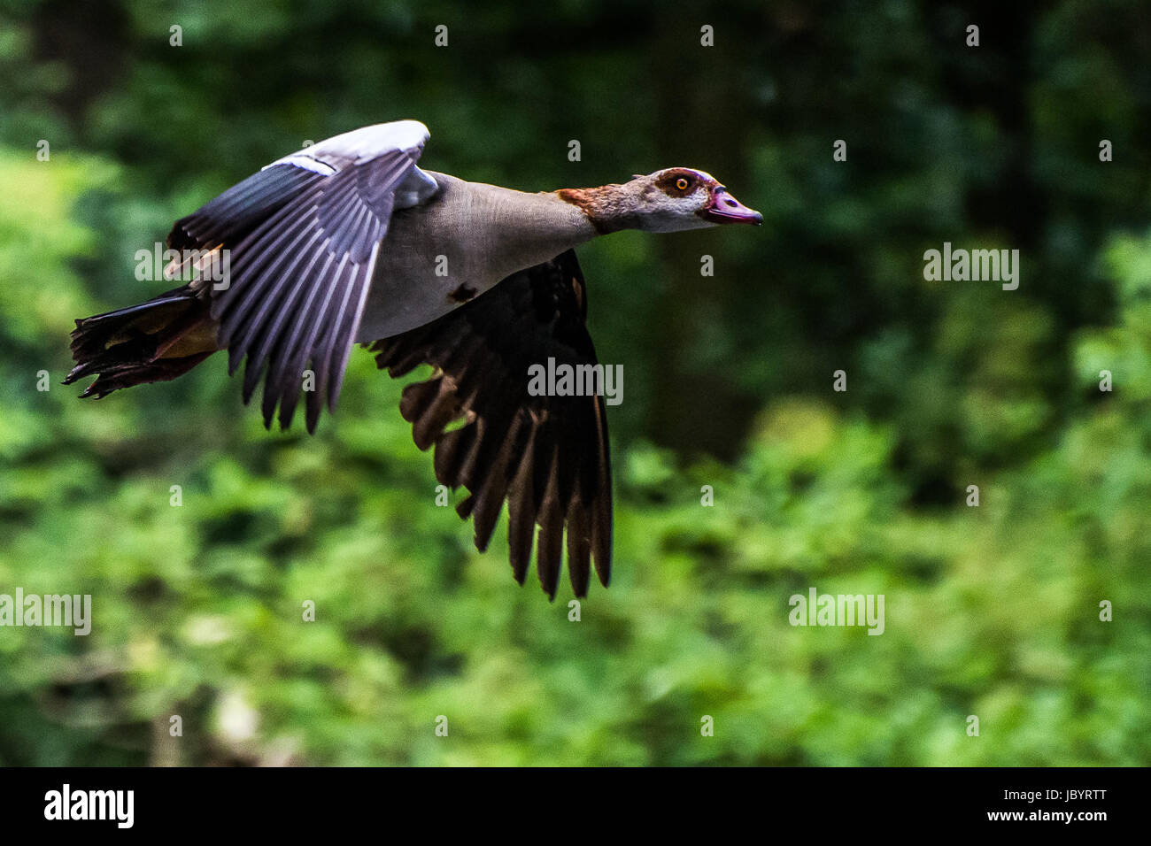 nile goose in flight Stock Photo - Alamy