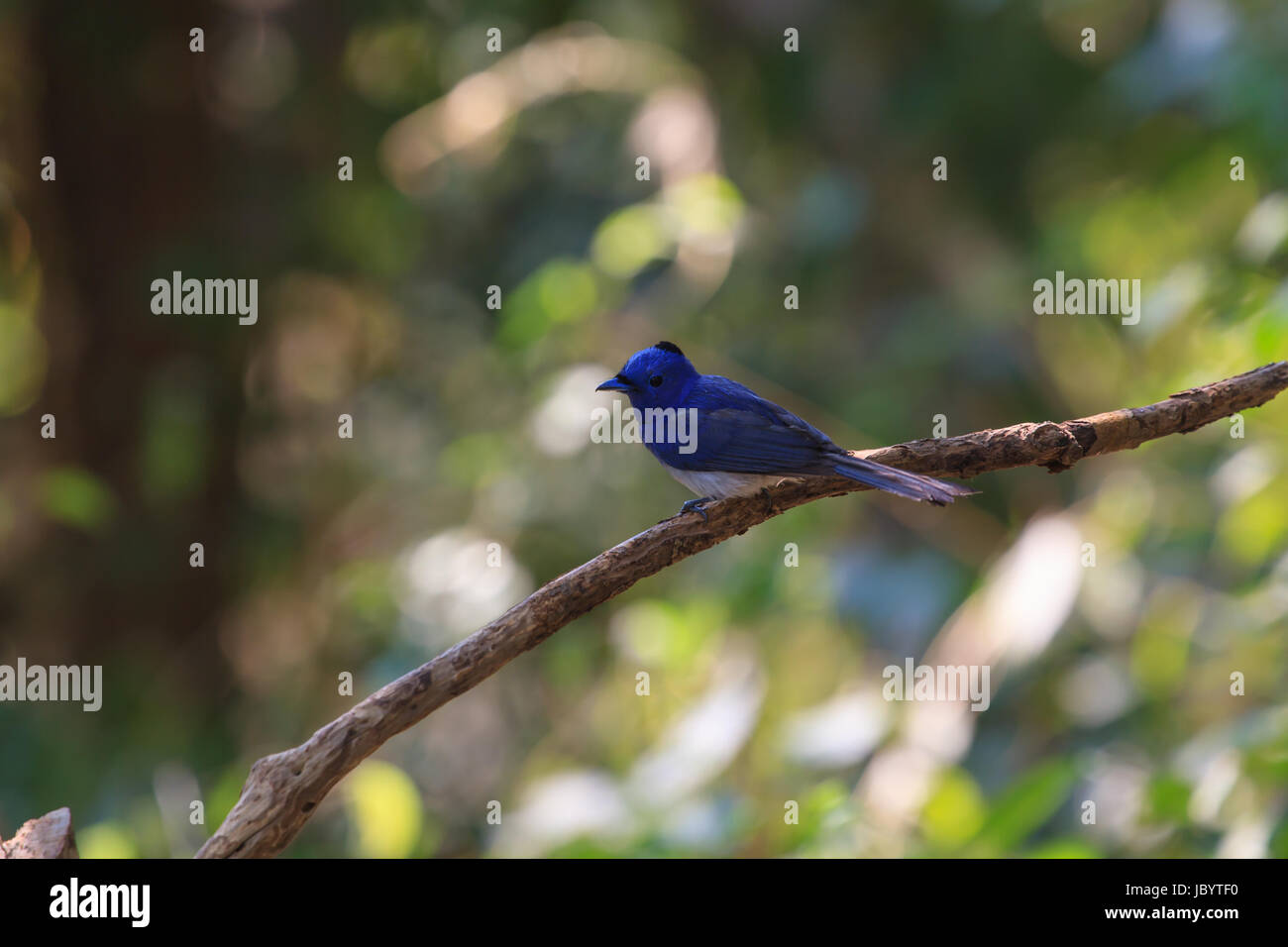 Black-naped monarch (Hypothymis azurea) bird in nature perching on a ...