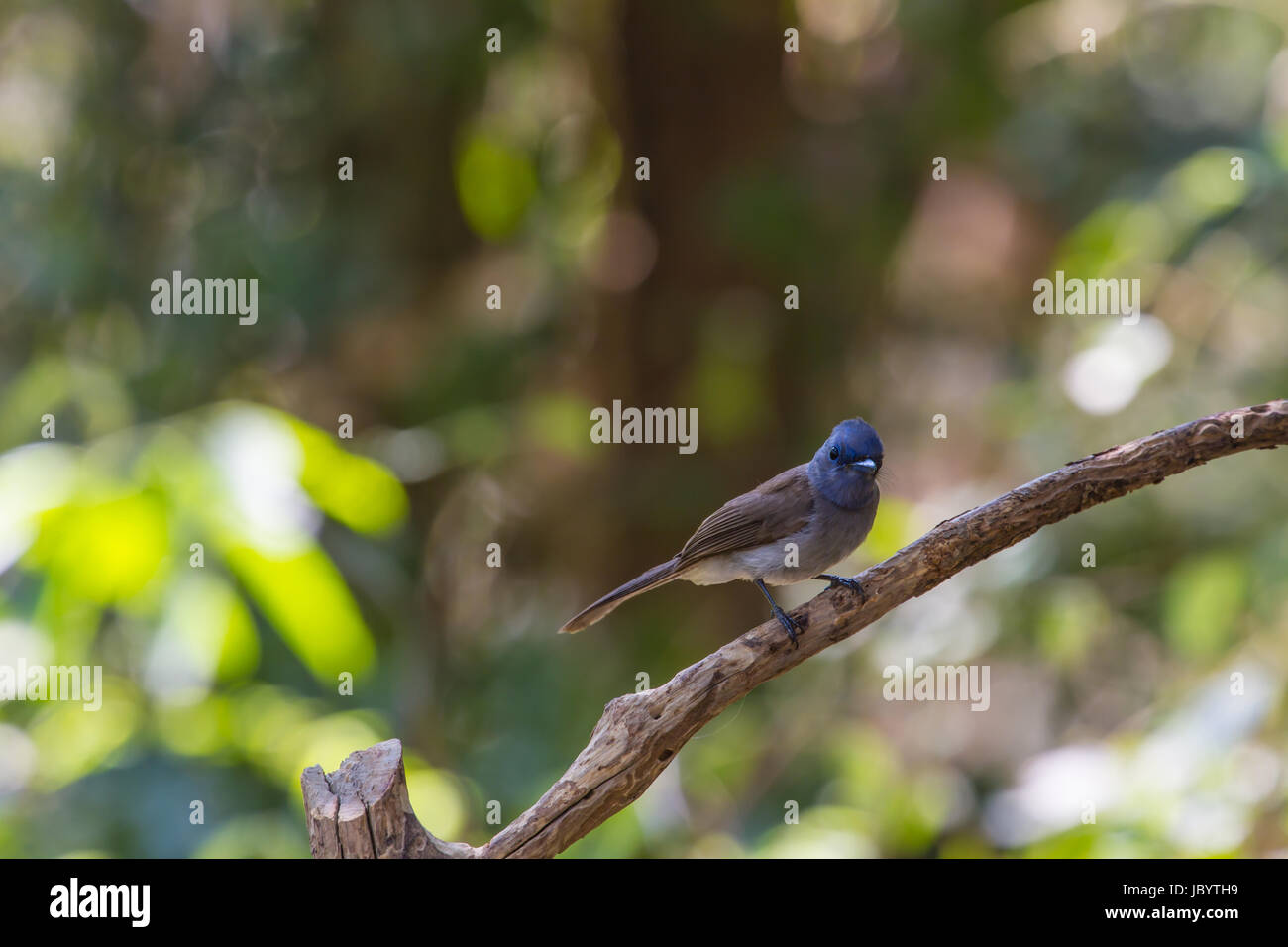 Black naped monarch hi-res stock photography and images - Alamy