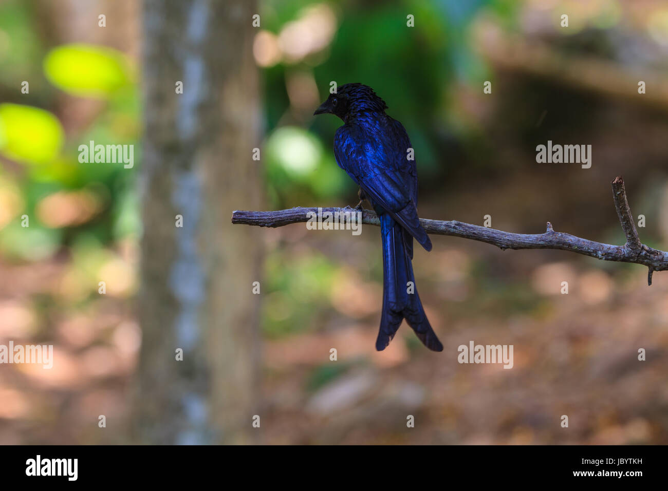 Black drongo, Dicrurus Macrocercus, beautiful bird in forest Stock ...