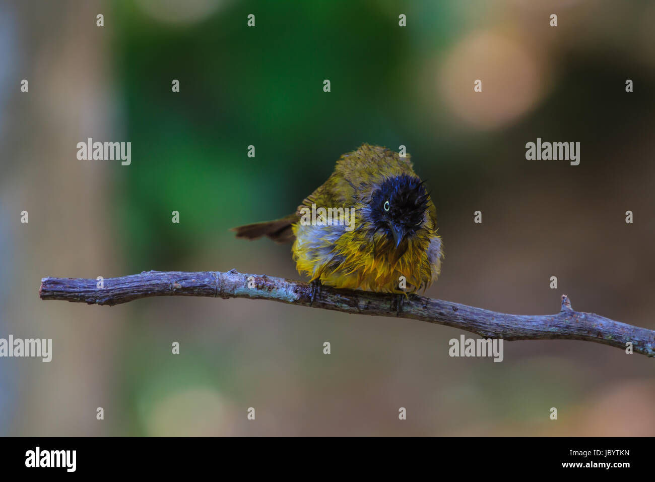 Beautiful bird Black-crested Bulbul , Pycnonotus melanicterus playing ...