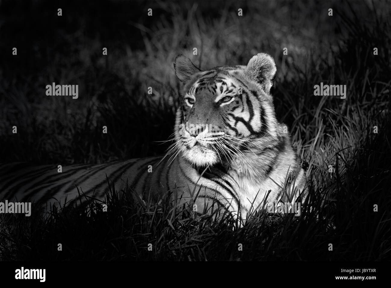 Monochrome image of a bengal tiger (Panthera tigris bengalensis) laying ...