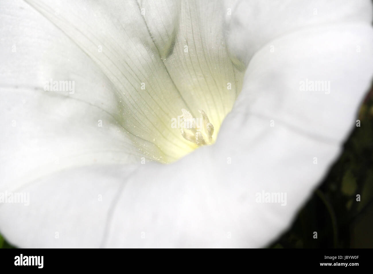 Common bindweed hi-res stock photography and images - Alamy