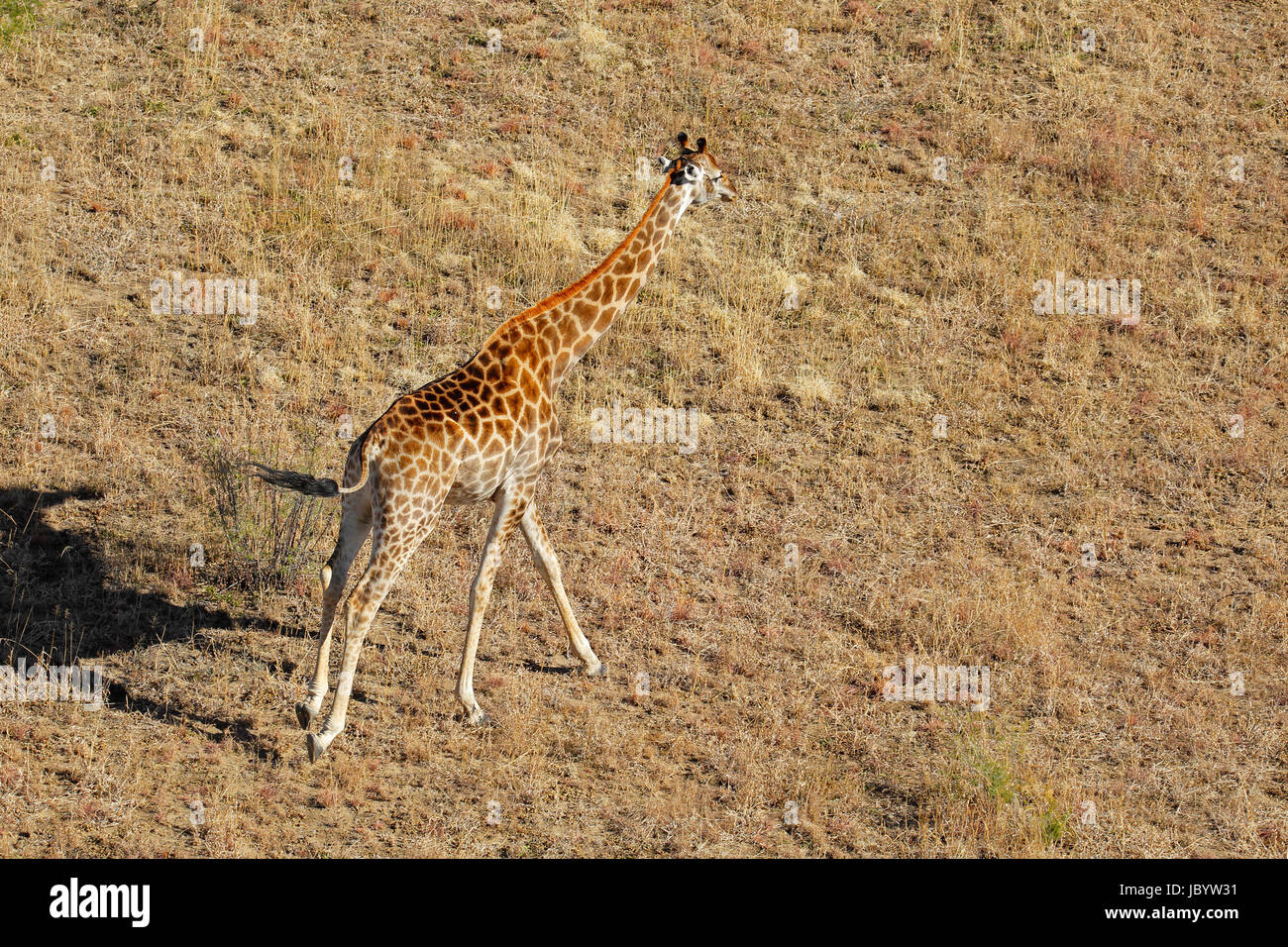 Aerial view of a running giraffe (Giraffa camelopardalis), South Africa ...