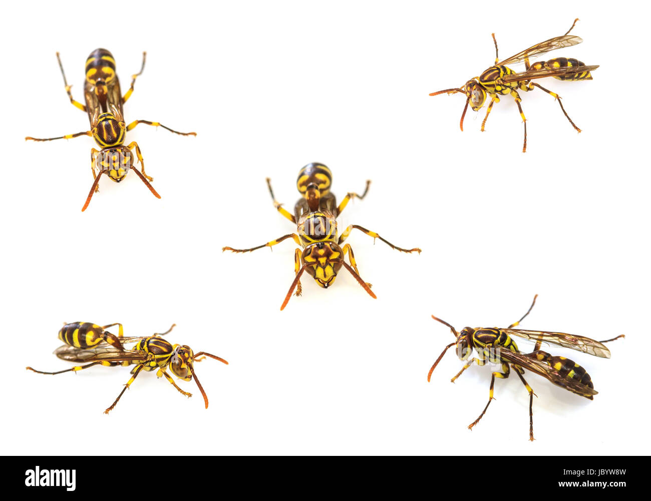 set of close up wasp isolated on white background Stock Photo - Alamy