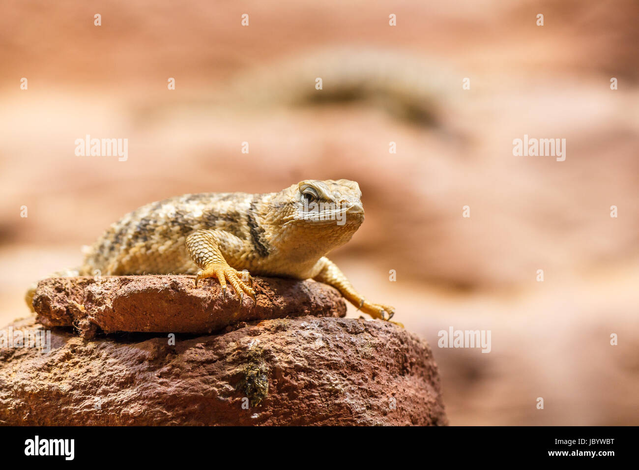 Small wild lizard sitting on a rock in the sandy desert Stock Photo - Alamy