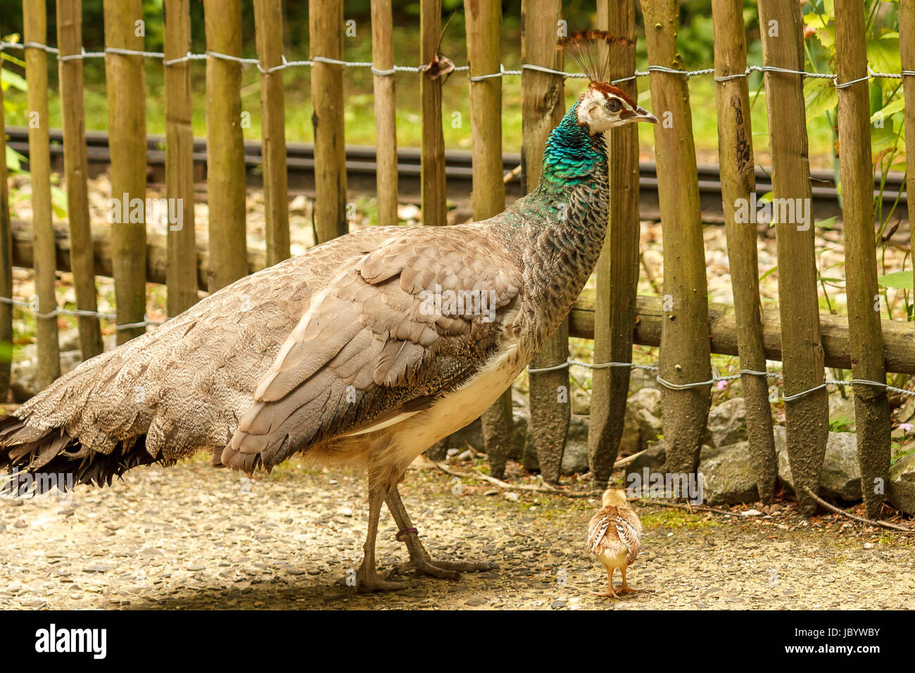 Young peacock hi-res stock photography and images - Alamy