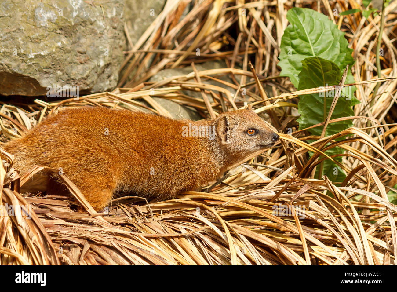 Solitary meerkat scurries around in a pile of straw Stock Photo - Alamy